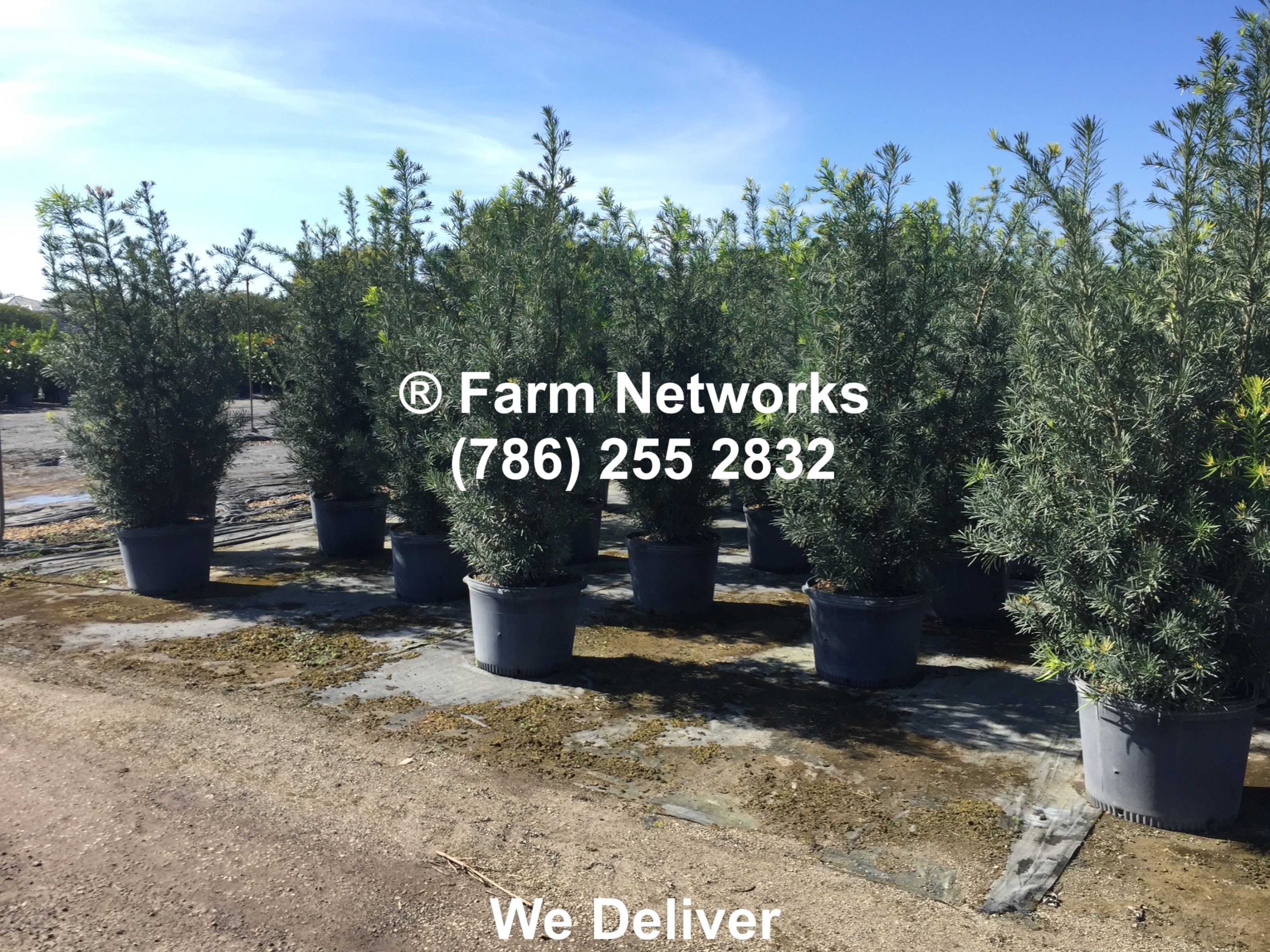 Miami Florida Podocarpus – 15-Gallon Podocarpus-Hedge Plants for sale