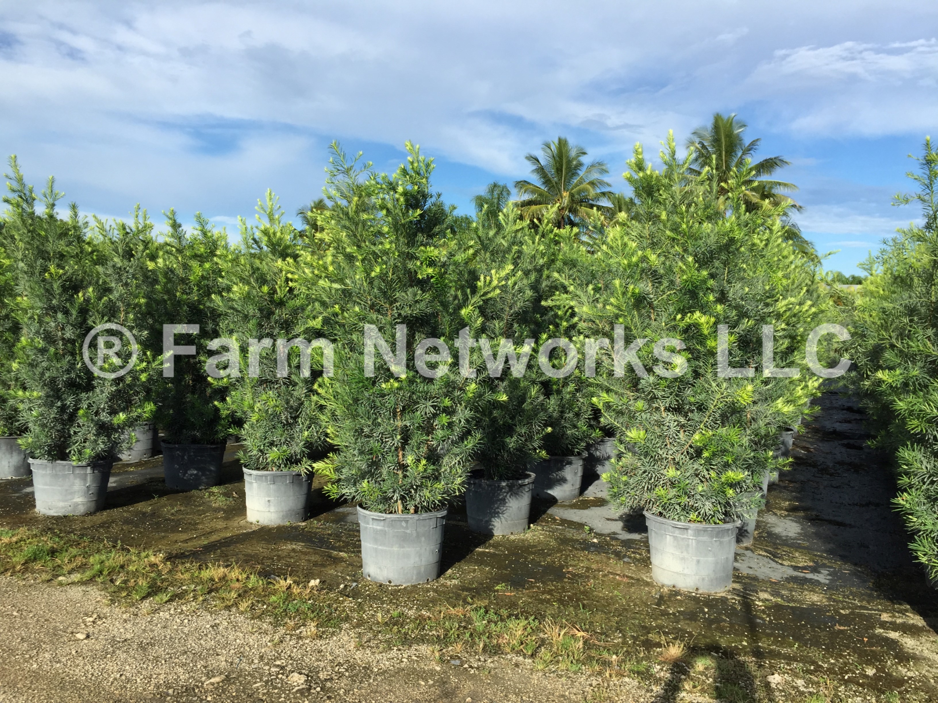 Podocarpus Hedge Homestead – 15-Gallon Podocarpus-Hedge Plants for sale